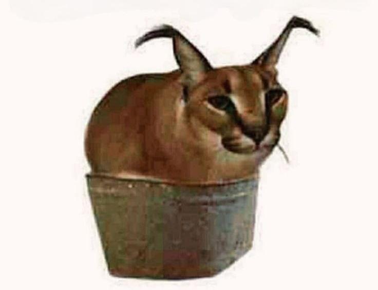 Срисовки Большого кота Шлепы ( floppa ) (90 картинок) классные